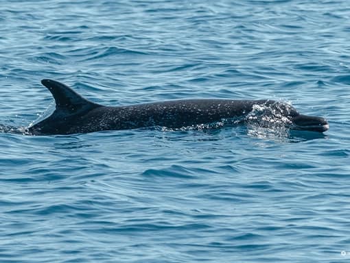 Dolphin Tour - Samara Sea Tours
