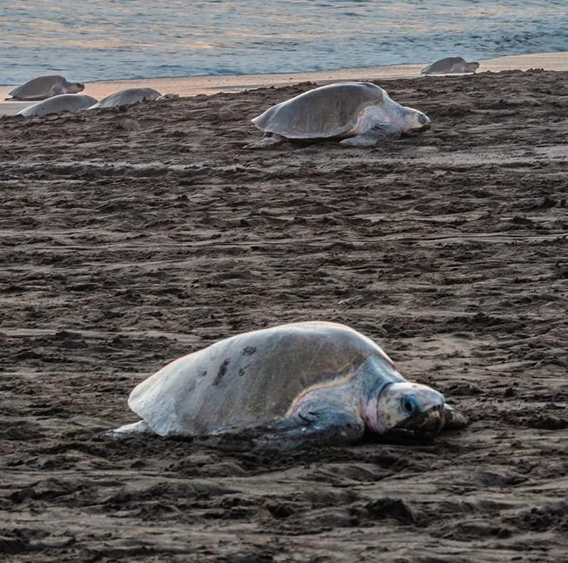 First-Class Sea Turtle Watching Tour Costa Rica