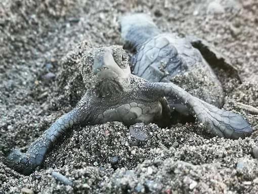 Turtle Tour: Family Fun & Unforgettable Moments